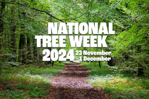 Celebrating National Tree Week: The Power of Trees and Solar Energy in ...